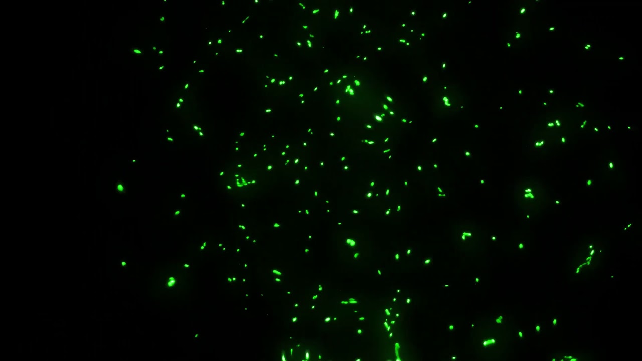 Green Spark Particles | Free Download – anoerone